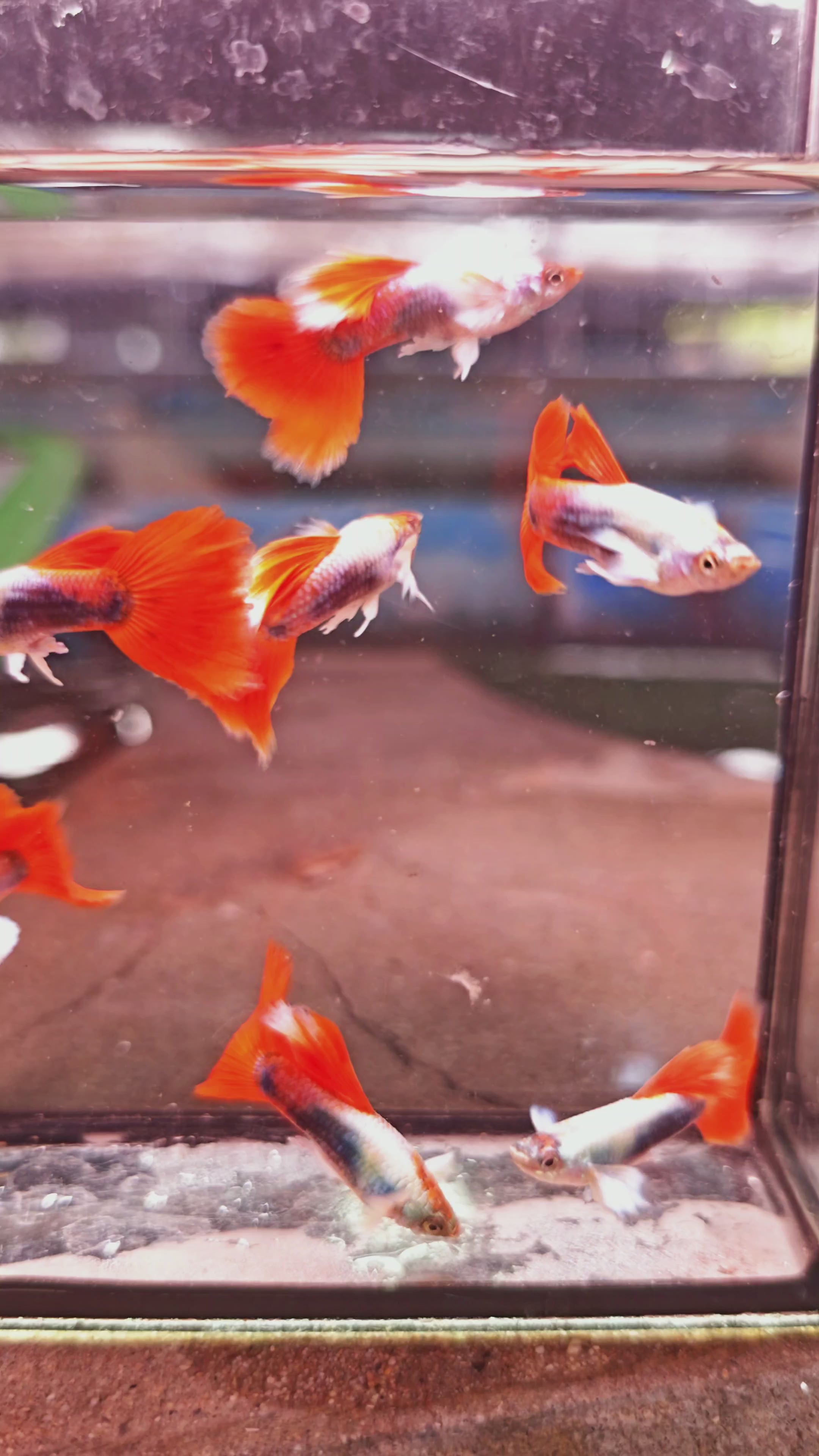 Santa Claus Guppies – J. Olivers Guppies & Aquatics